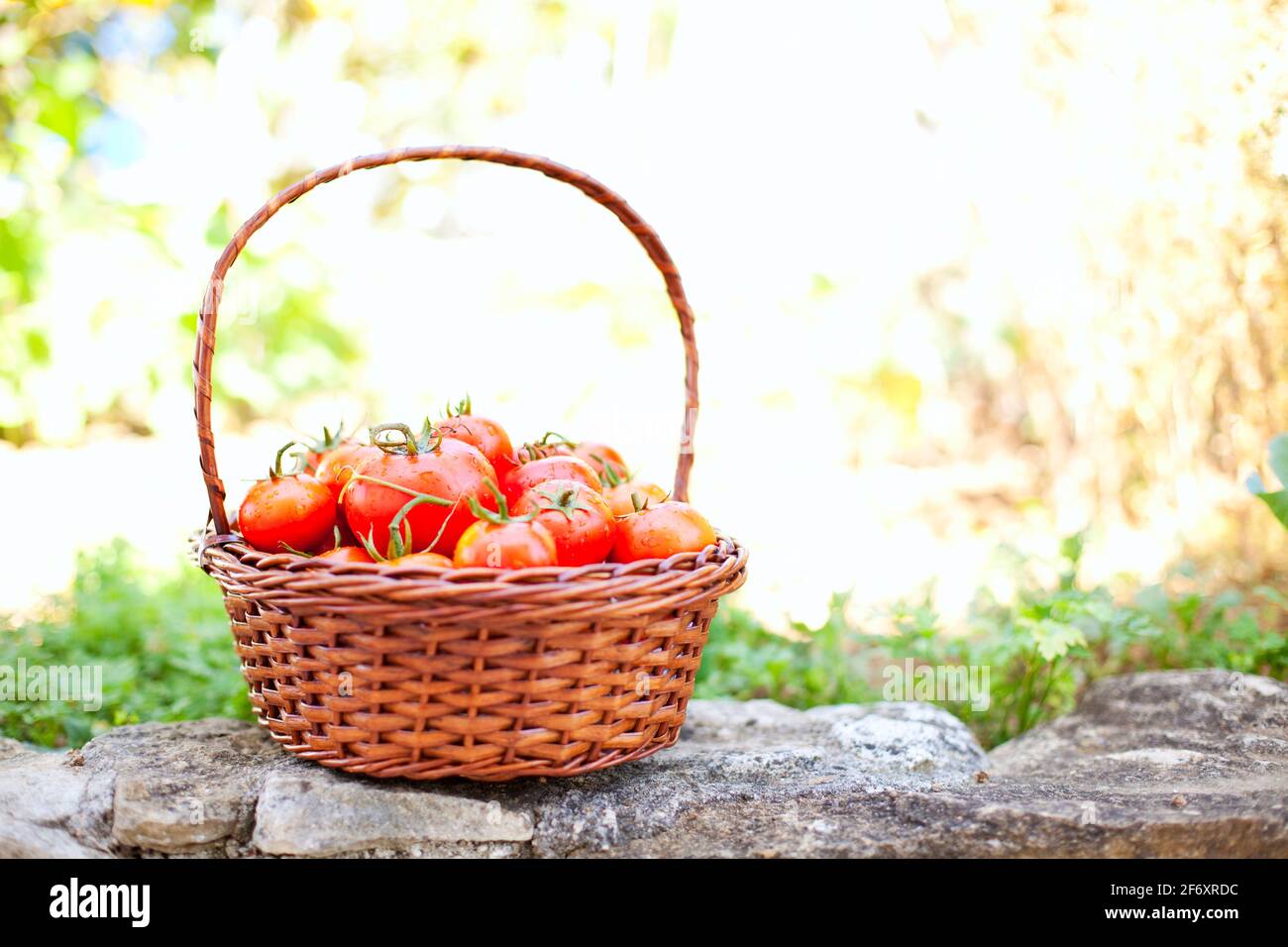 Tomatos from a rustic farm Stock Photo - Alamy