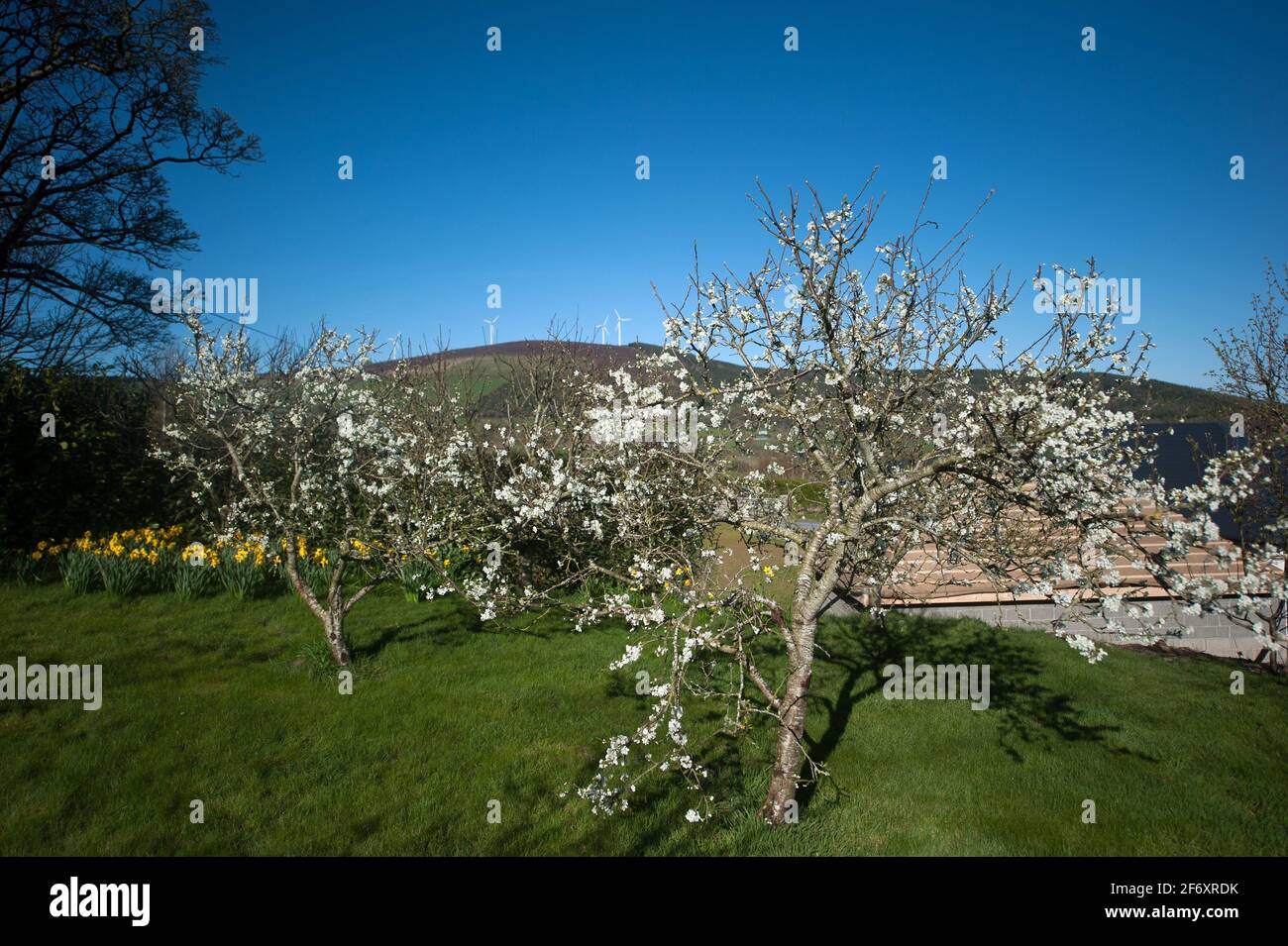 Prunus domestica, flowering white Victoria plum tree, Kilbrannish South ...