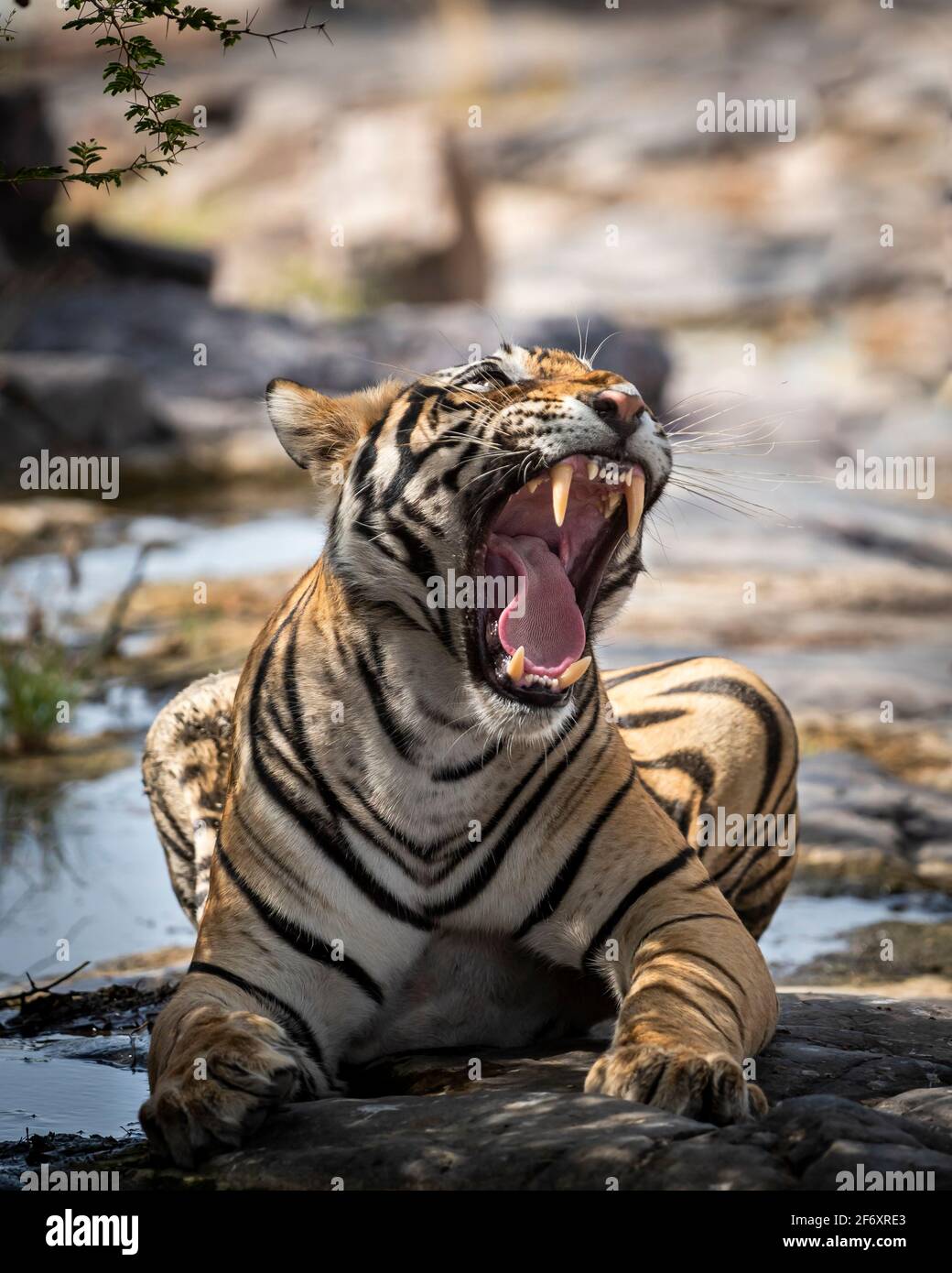 Tiger Roar High Resolution Stock Photography and Images - Alamy