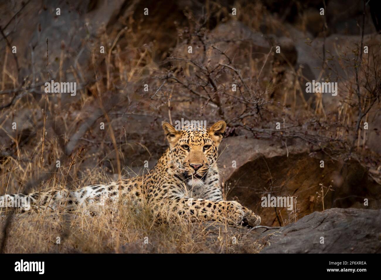 Indian wild male leopard or panther sitting on rock with eye contact ...