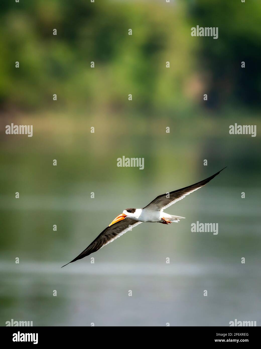 Indian skimmer or Indian scissors bill skimming and flying over chambal ...