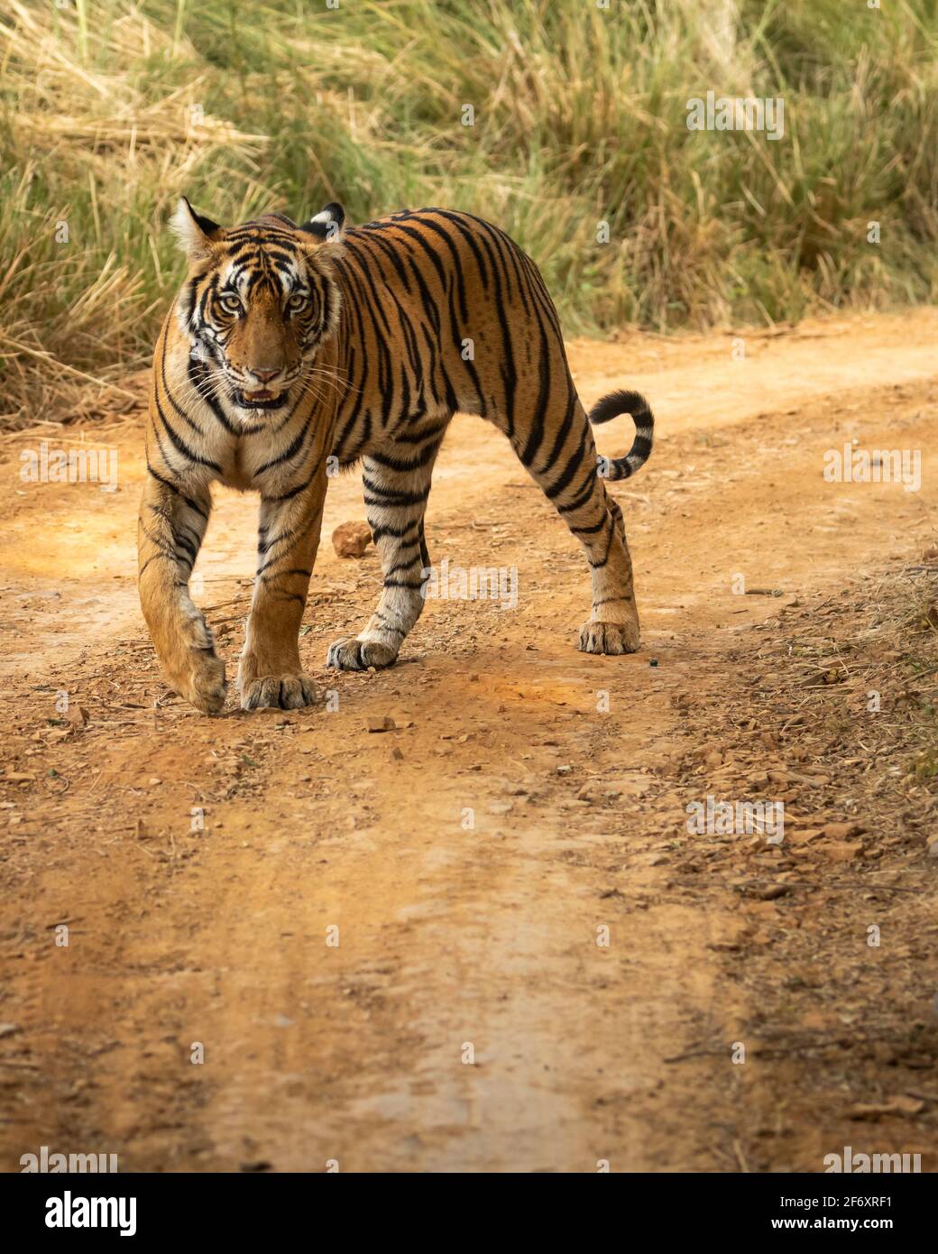 wild royal bengal tiger on stroll walking head on with eye contact at ...