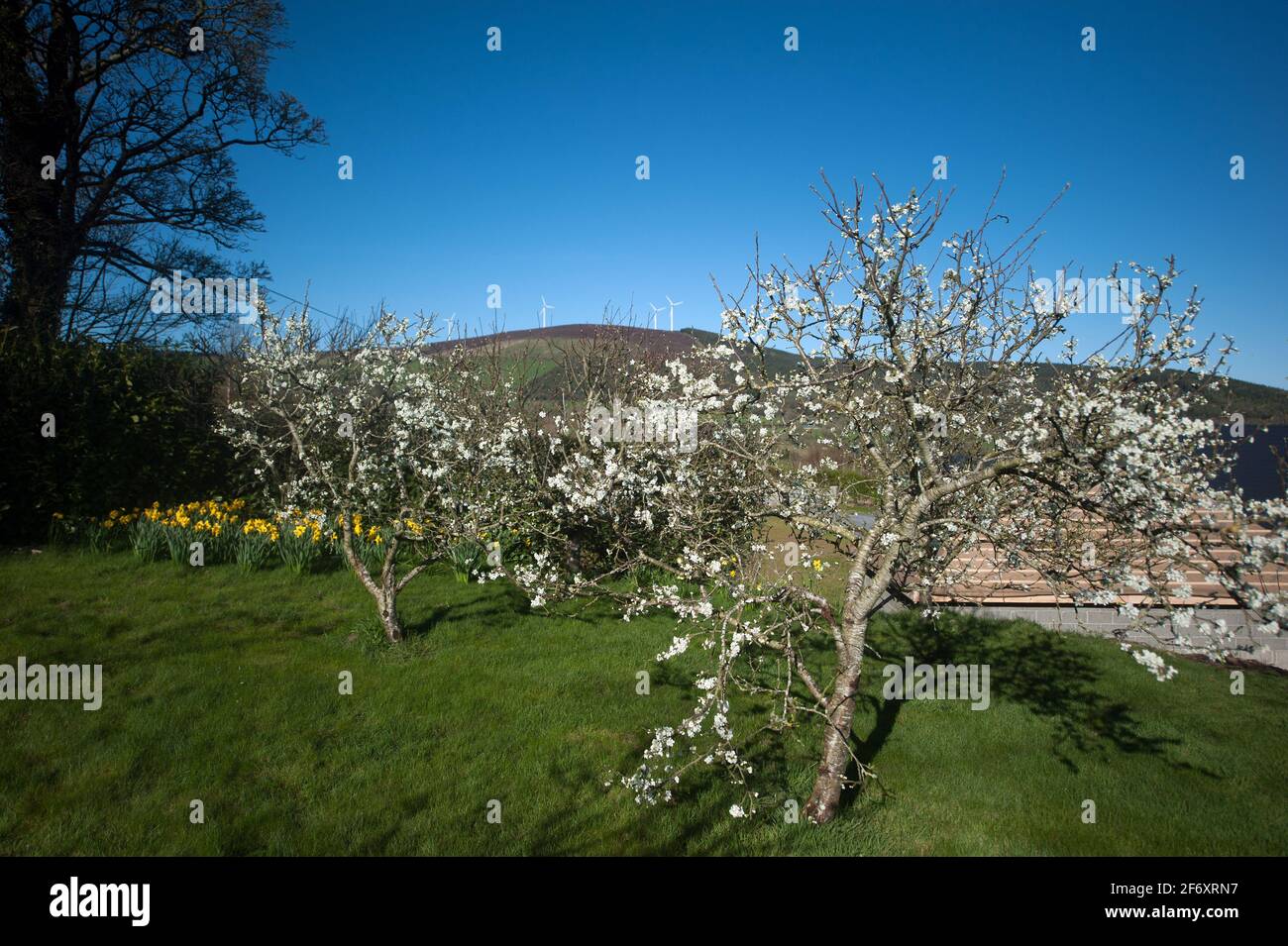 Prunus domestica, flowering white Victoria plum tree, Kilbrannish South ...