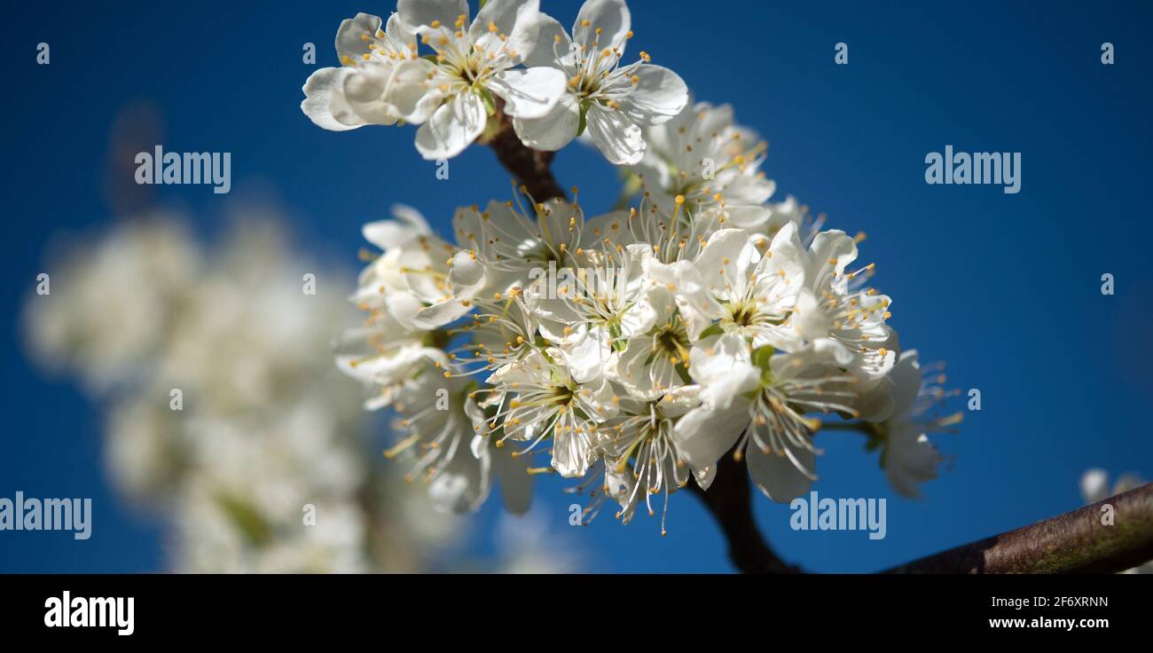 Victoria plum tree hi-res stock photography and images - Alamy