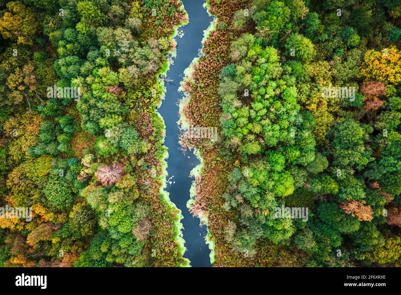 Swamp and algae in autumn. Aerial view of wildlife in Poland, Europe ...