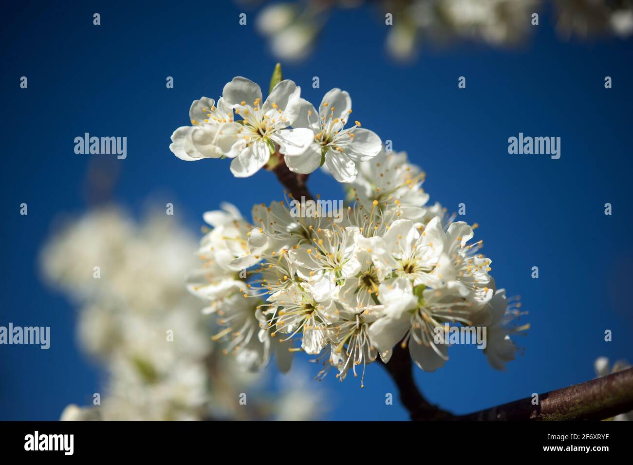 Prunus domestica, flowering white Victoria plum tree, Kilbrannish South ...