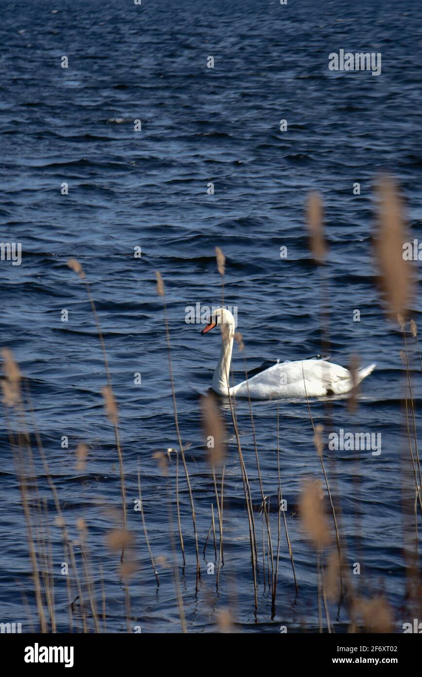 a white swan floats in the water behind the reeds Stock Photo - Alamy