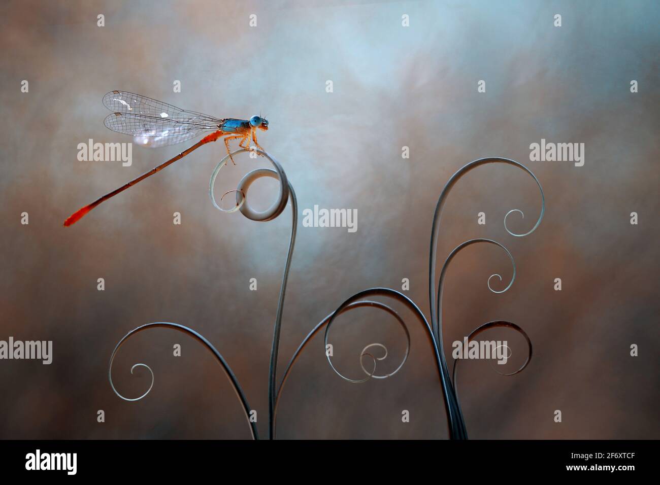 Close-up of a damselfly on a spiral tendril, Indonesia Stock Photo - Alamy