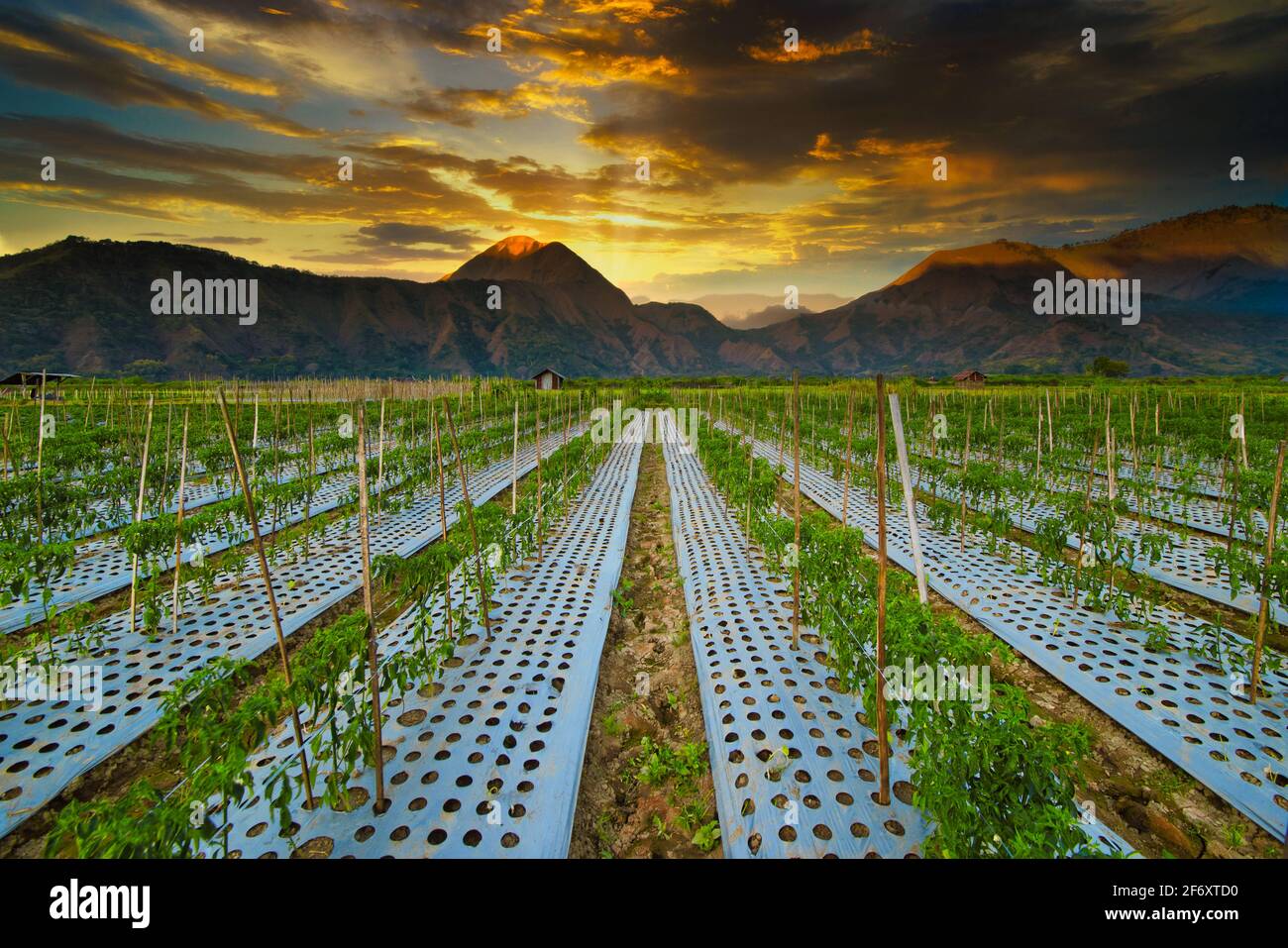 Rows of vegetable plants growing in a field at sunset, Sembalun, Lombok ...