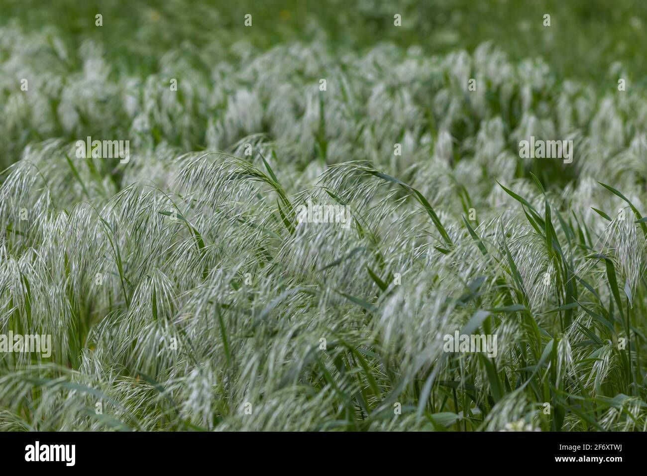 Green lawn with tall grass hi-res stock photography and images - Alamy