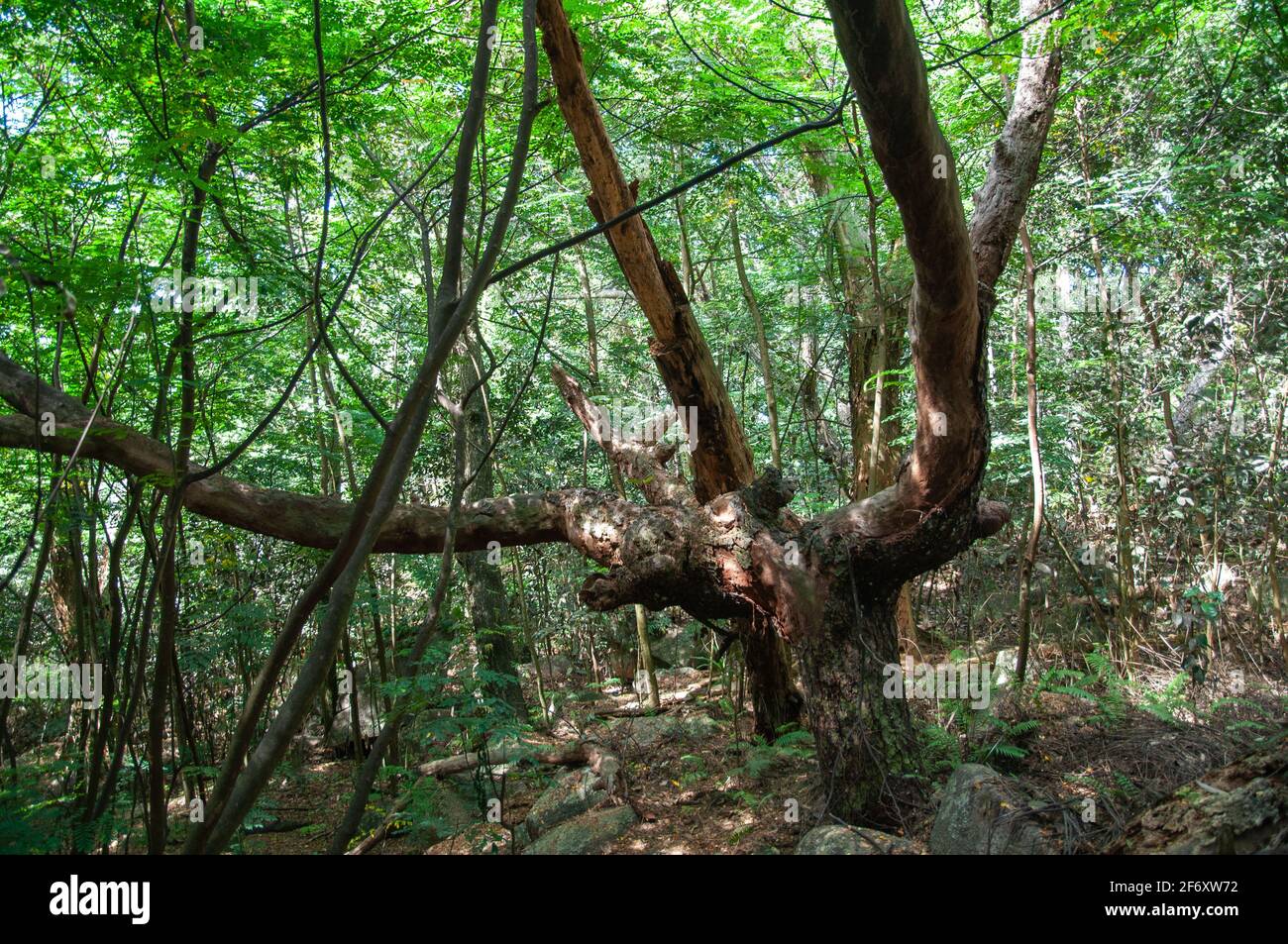 Takamaka tree in the forest. La digue Island Stock Photo - Alamy