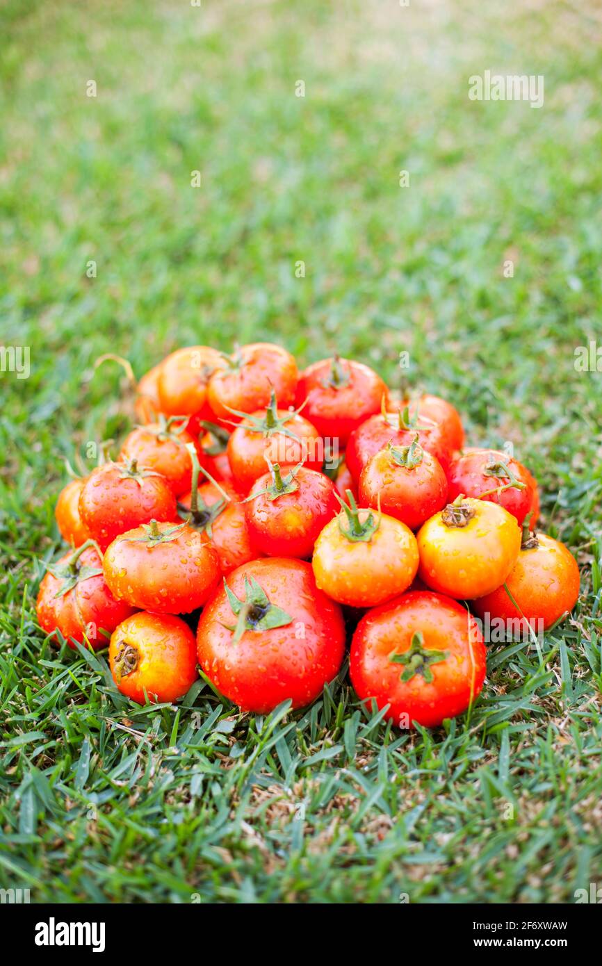 Tomatos from a rustic farm Stock Photo - Alamy