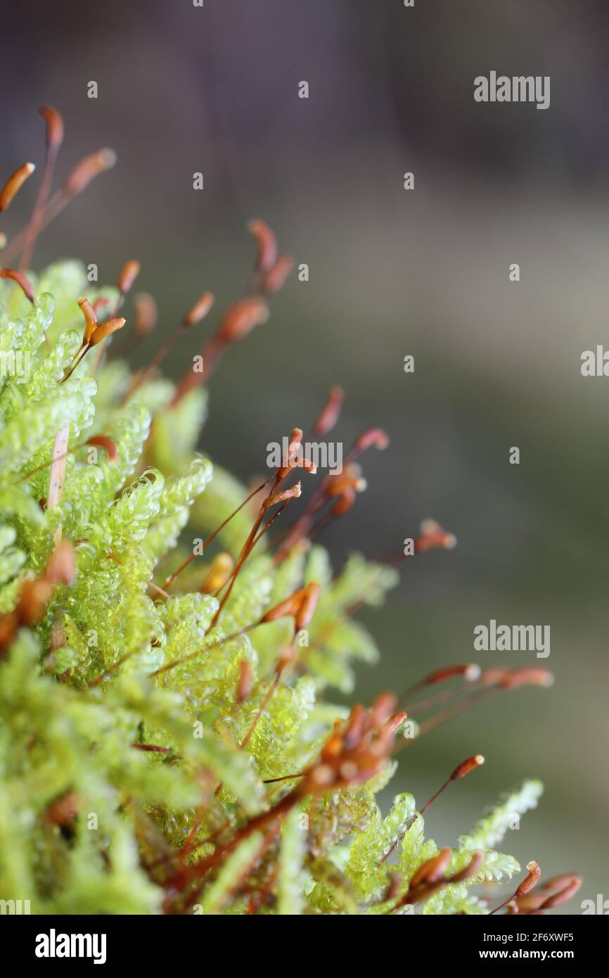 Moss spore heads hi-res stock photography and images - Alamy