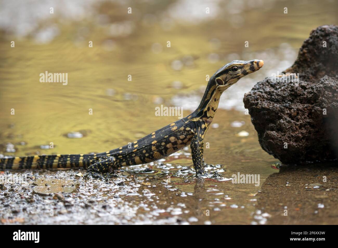 Asian water monitor hi-res stock photography and images - Alamy