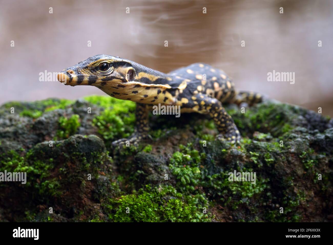 Asian water monitor hi-res stock photography and images - Alamy