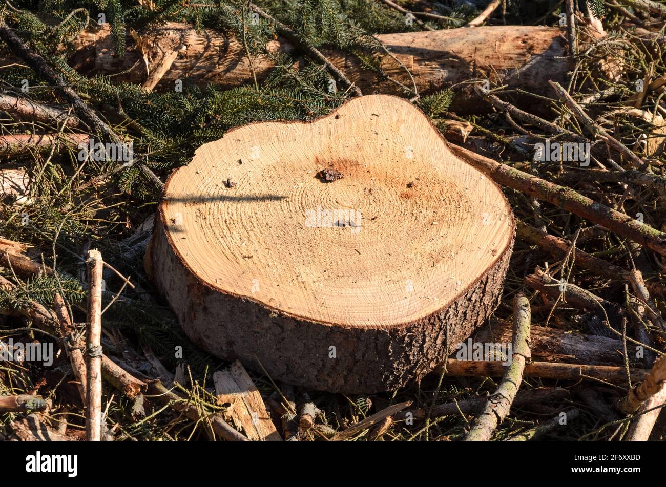 Tree stump in a lumberyard or logging site in the forest, visible cross ...