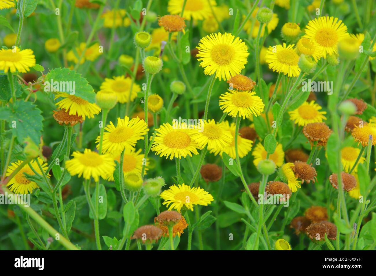Flowering yellow bloom of common fleabane, meadow false fleabane ...