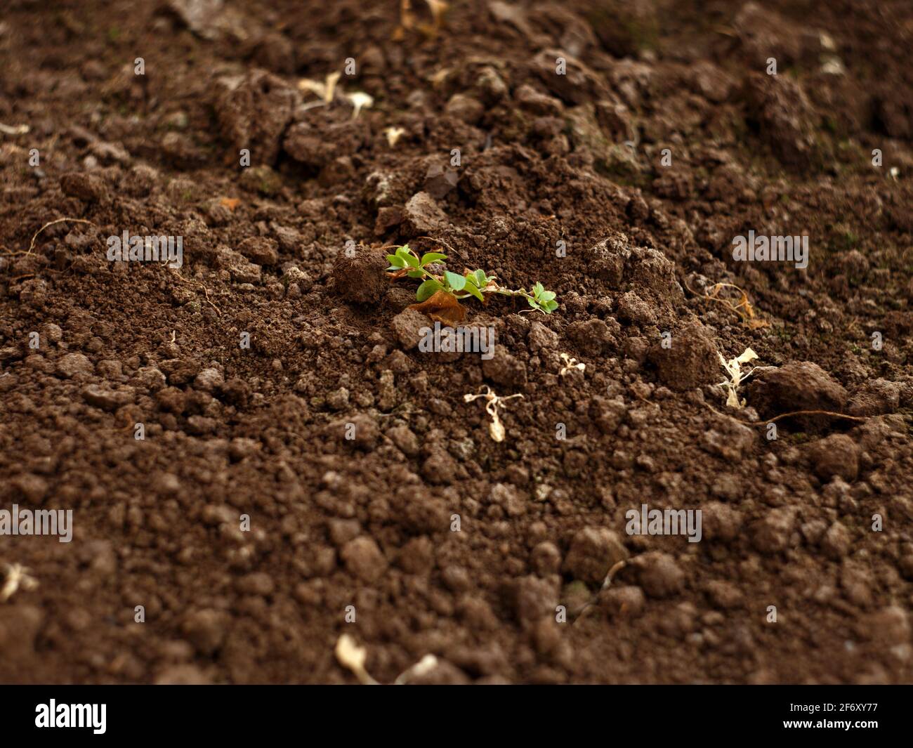 First green sprouts appeared from seeds in greenhouse. Green plants in ...