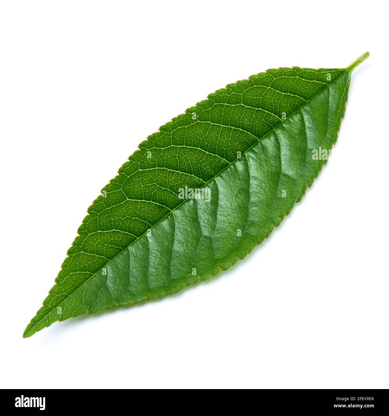 Green cherry tree leaf Isolated on a white background Stock Photo - Alamy