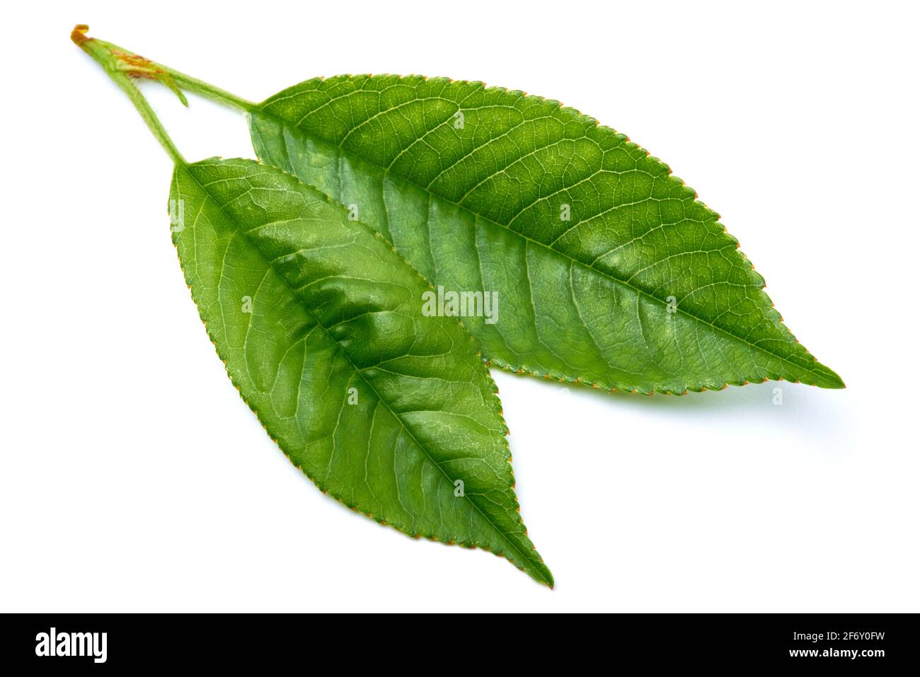 Green cherry tree leaf Isolated on a white background Stock Photo - Alamy