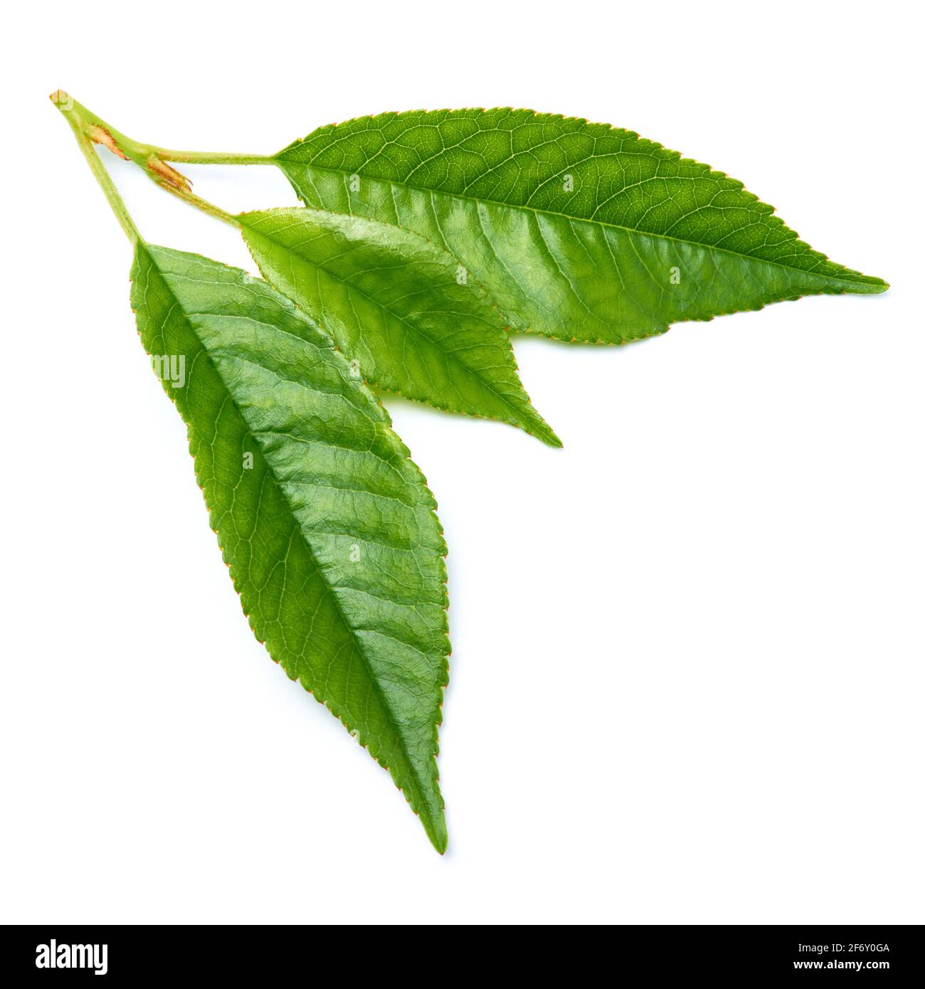 Green cherry tree leaf Isolated on a white background Stock Photo - Alamy