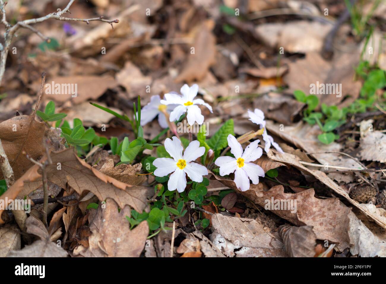 Forest primrose hi-res stock photography and images - Alamy