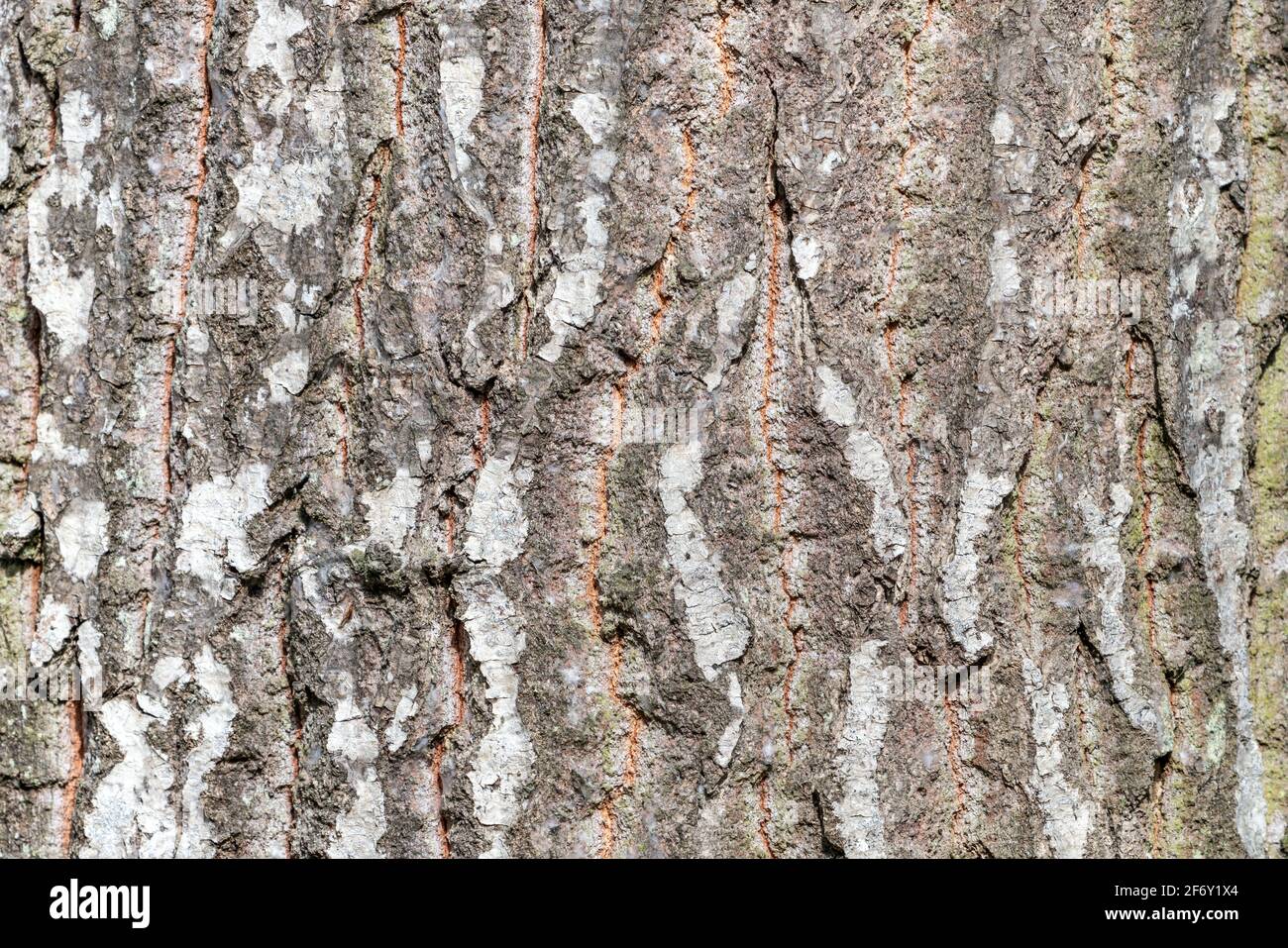 Tree bark background Stock Photo - Alamy