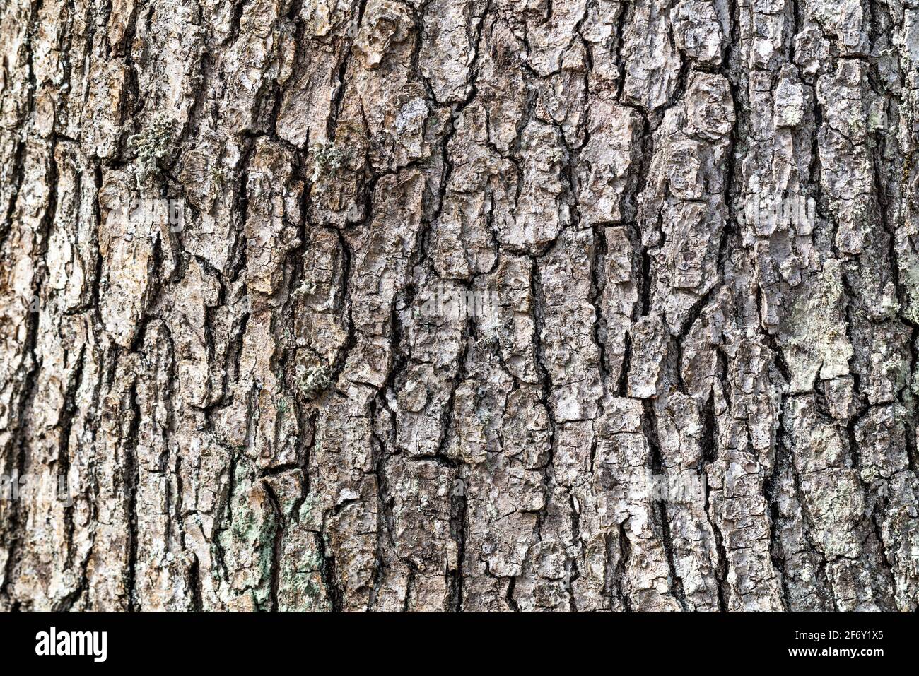 Tree bark background Stock Photo - Alamy