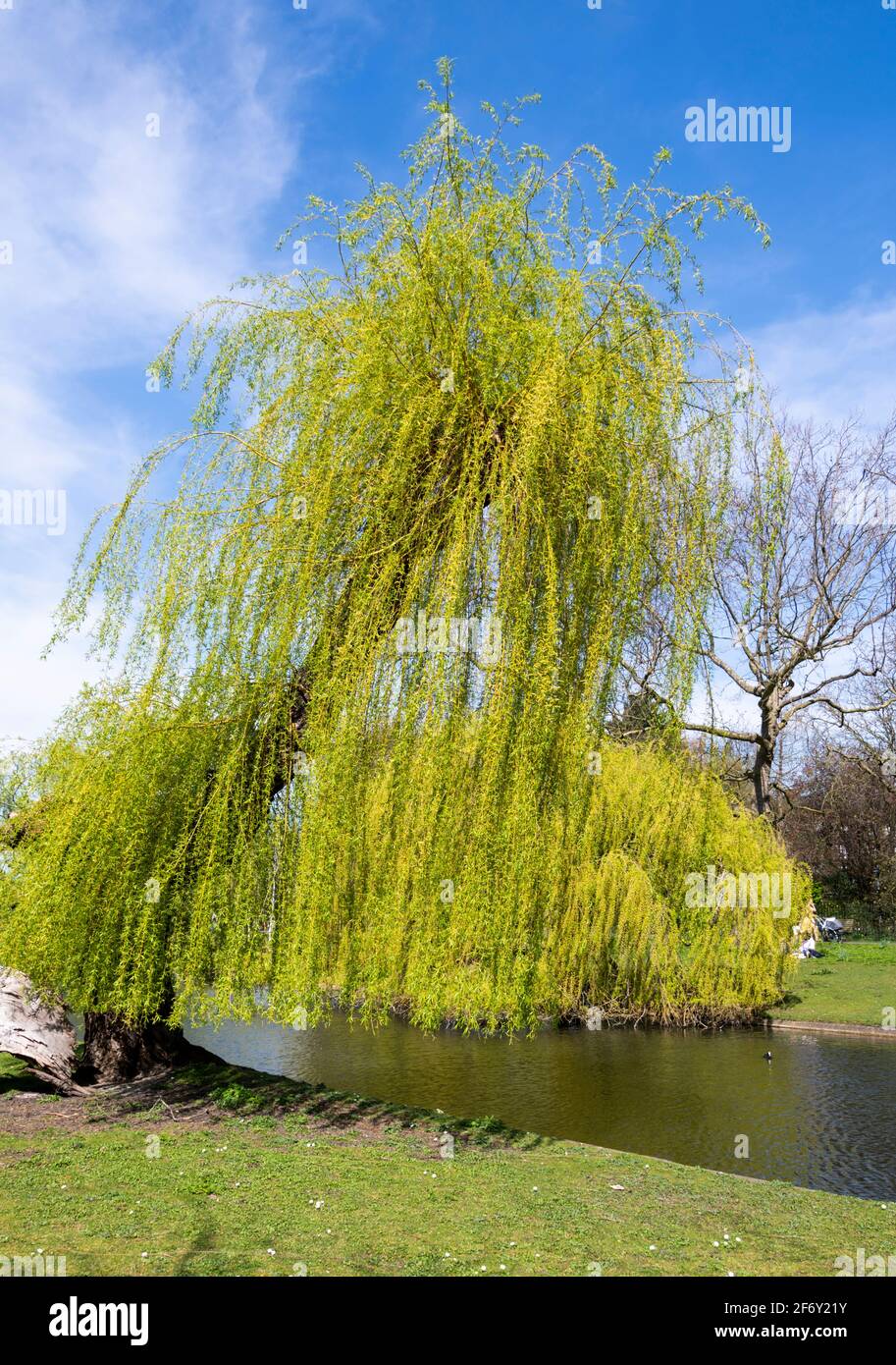 Weeping willow hi-res stock photography and images - Alamy