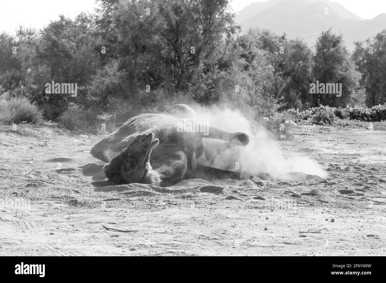camel in mud bath Stock Photo - Alamy