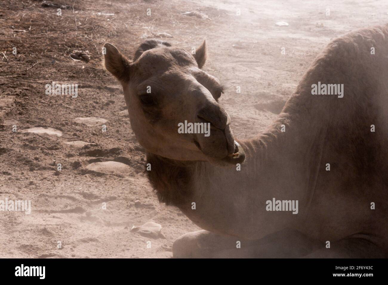 camel in mud bath Stock Photo - Alamy