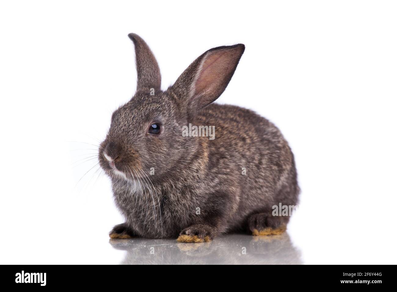 Rabbit fluff hi-res stock photography and images - Alamy