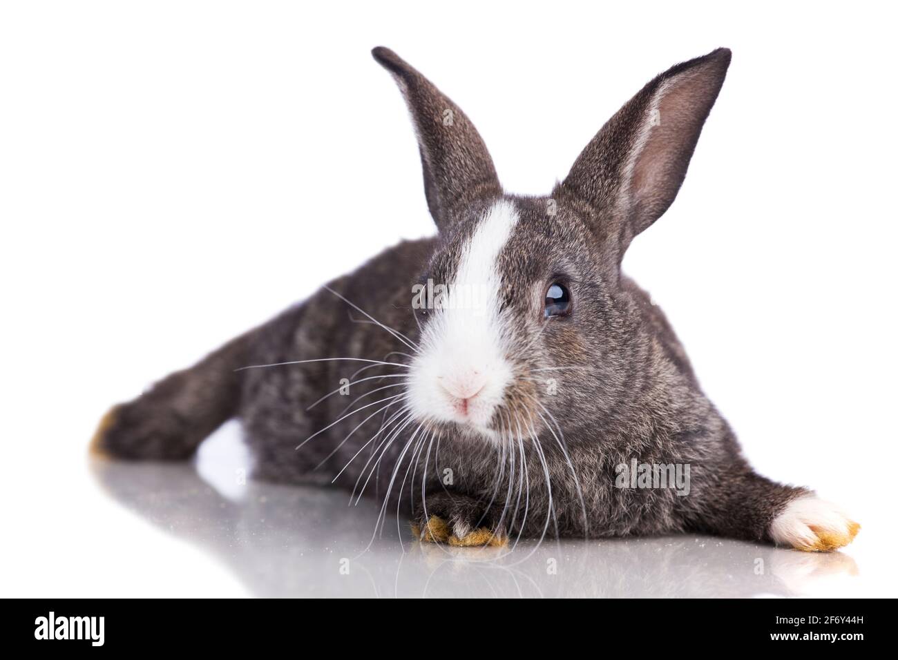 Cute rabbit isolated on white Stock Photo - Alamy