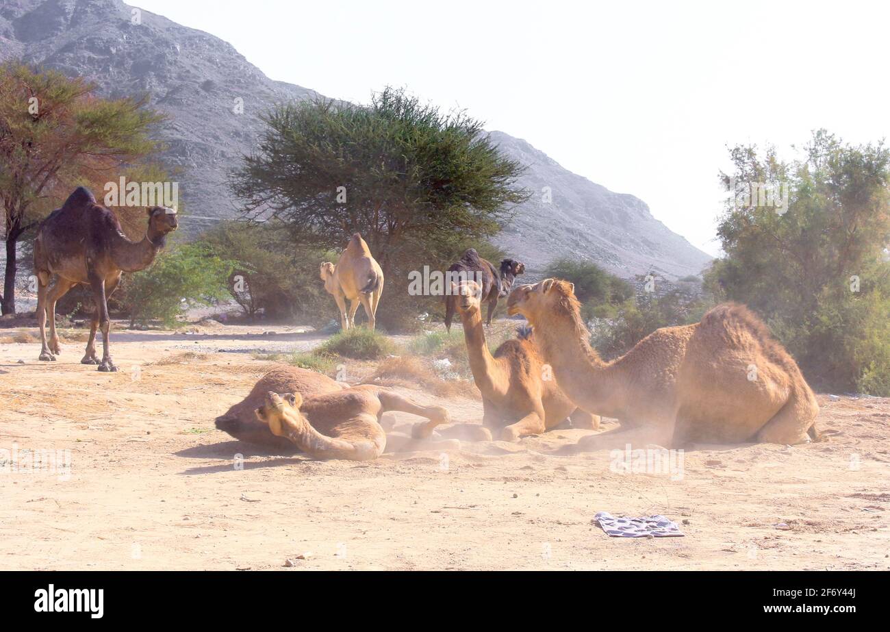 Camel bath hi-res stock photography and images - Alamy