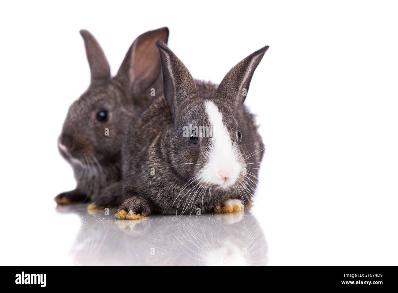 Two cute rabbits isolated on white Stock Photo - Alamy