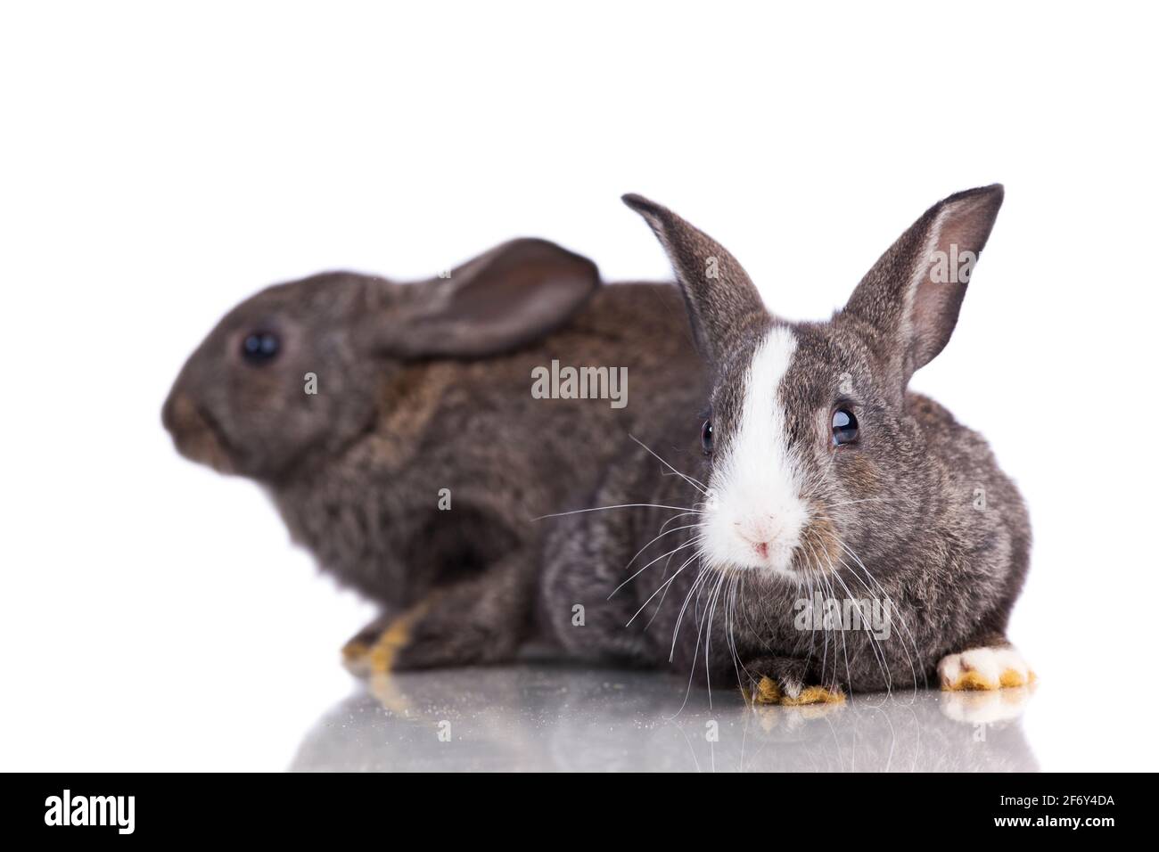 Two cute rabbits isolated on hi-res stock photography and images - Alamy