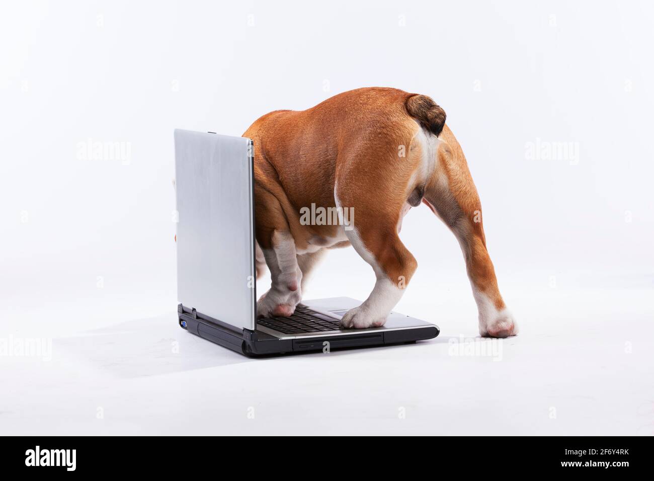 French bulldog over a laptop computer Stock Photo - Alamy