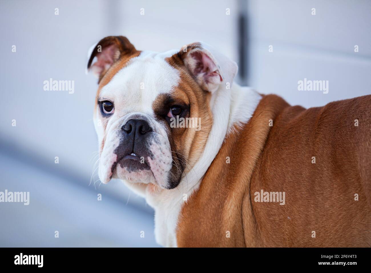French bulldog face Stock Photo - Alamy