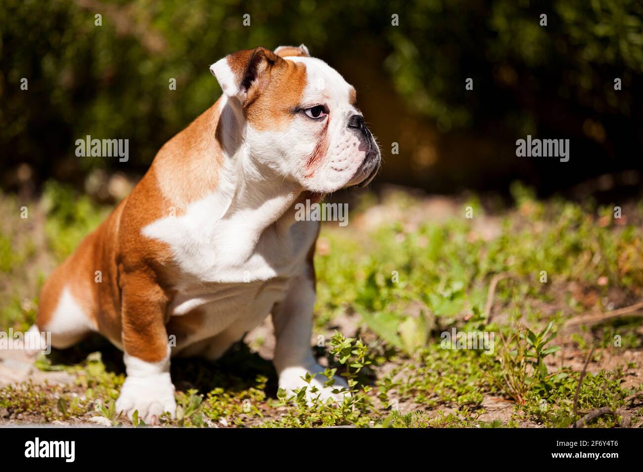 Sitted Dog High Resolution Stock Photography and Images - Alamy