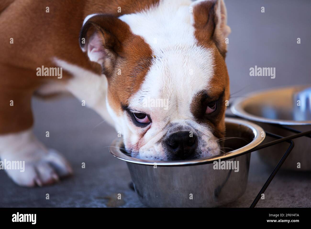 French bulldog drinking water Stock Photo - Alamy
