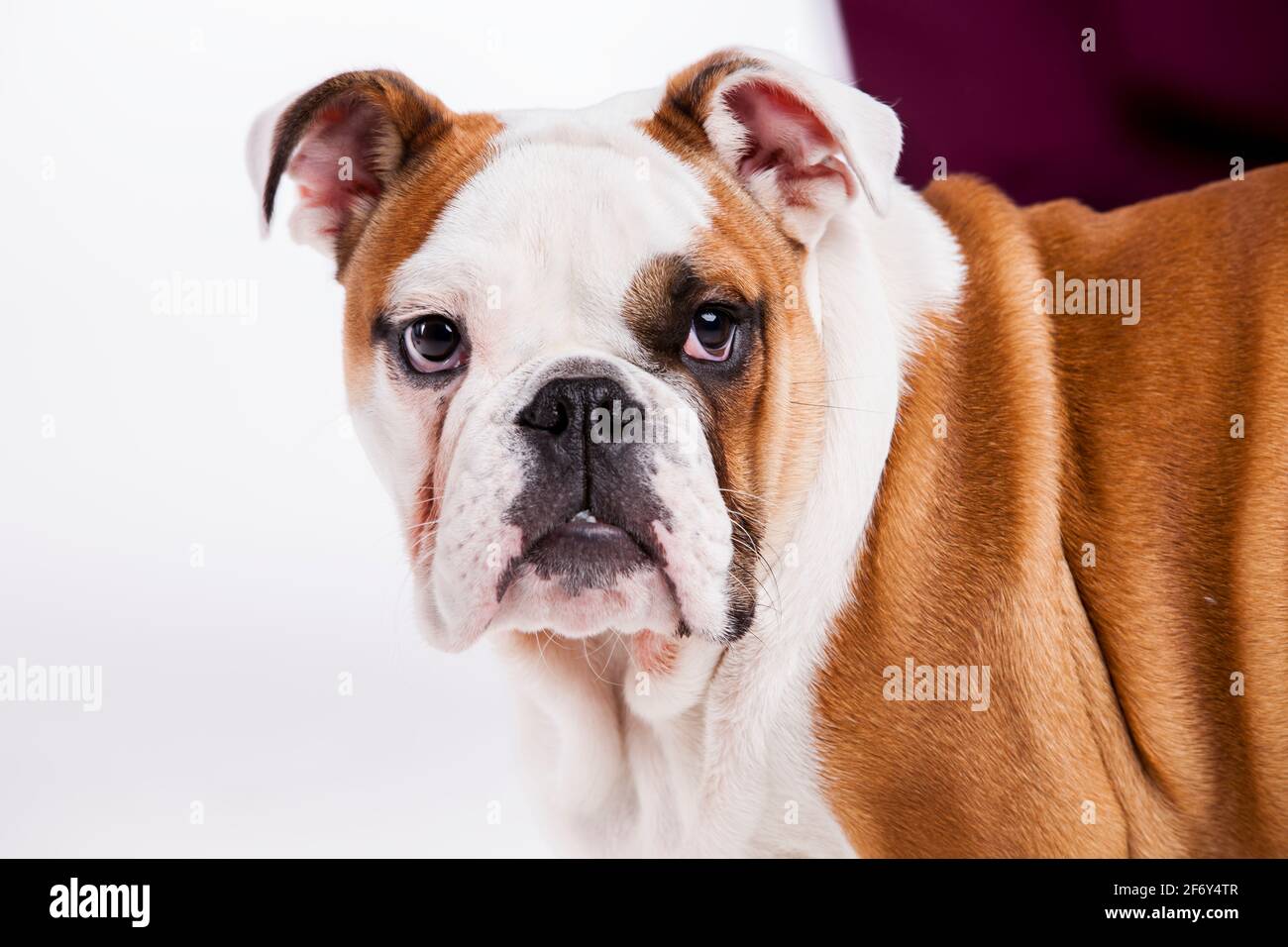 Bulldog face hi-res stock photography and images - Alamy