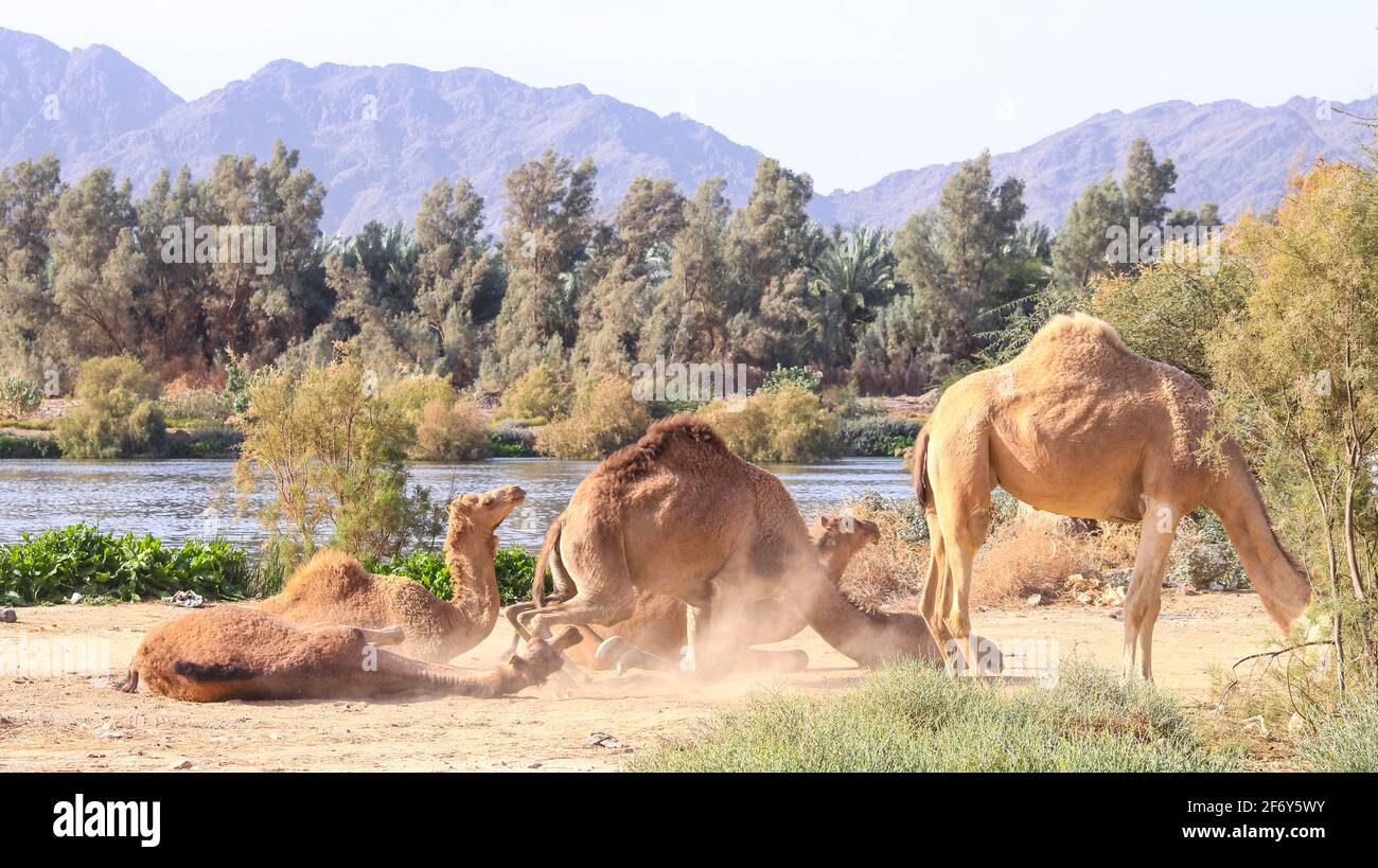 camel in mud bath Stock Photo - Alamy
