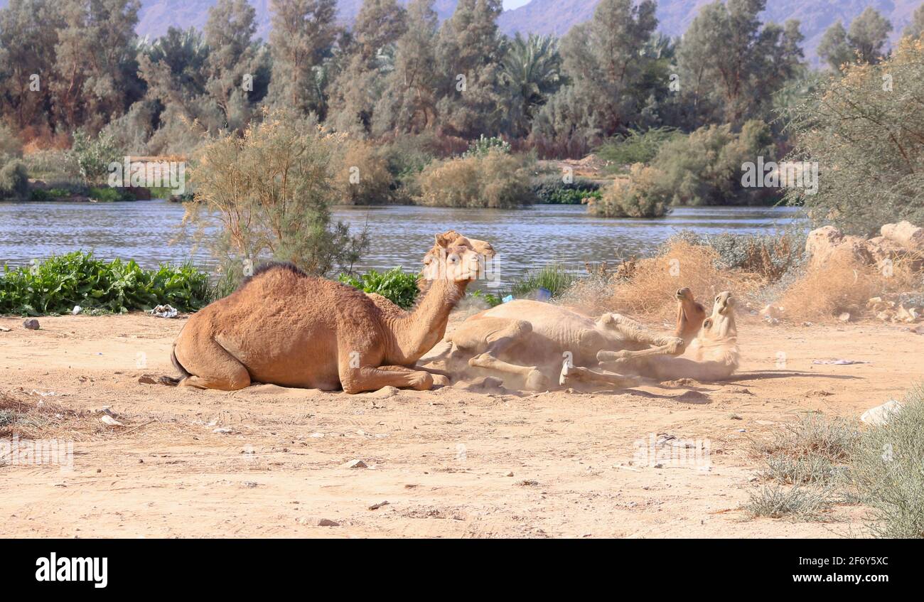 camel in mud bath Stock Photo - Alamy
