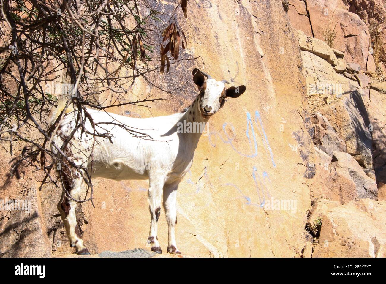 Goat Farm Desert Saudi Arabia Stock Photo - Alamy