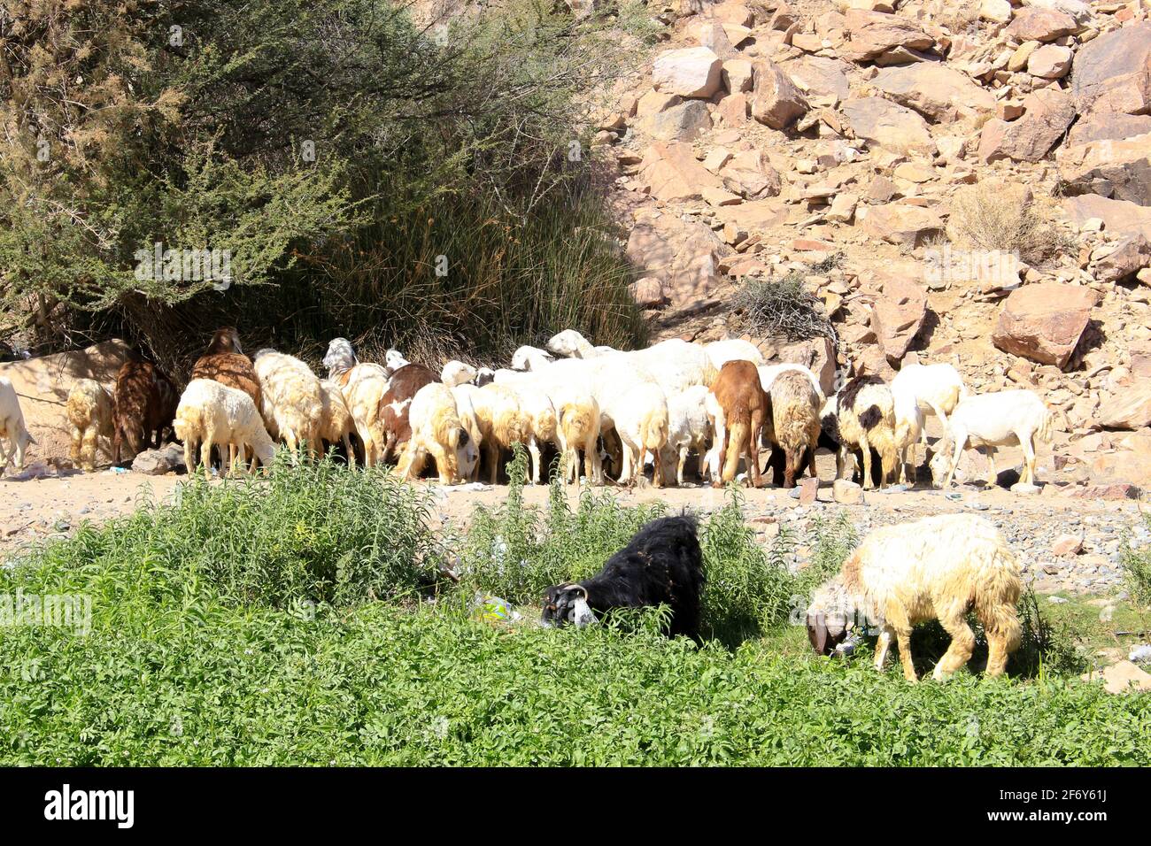 Goat Farm Desert Saudi Arabia Stock Photo - Alamy