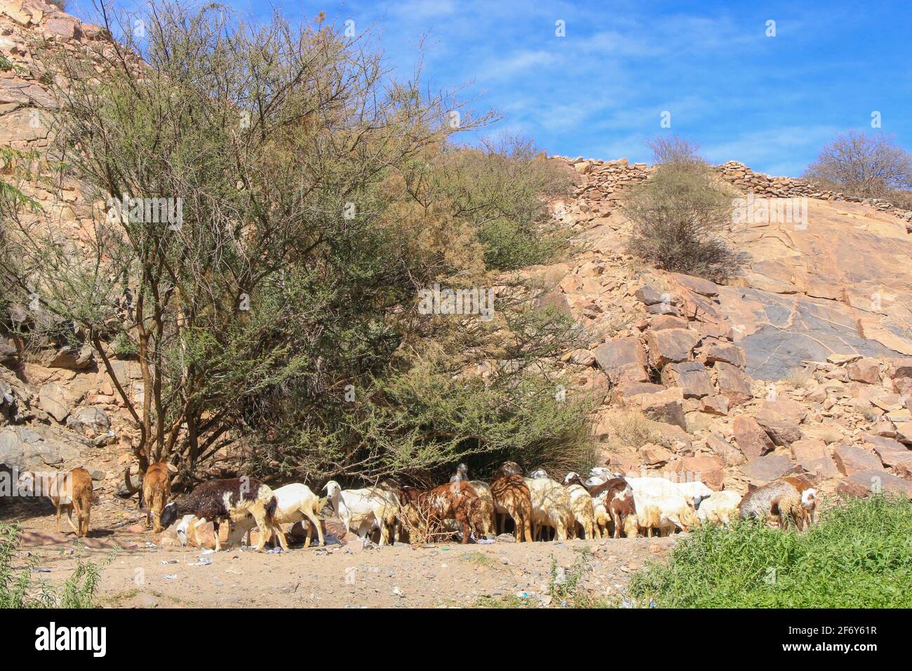 Goat Farm Desert Saudi Arabia Stock Photo - Alamy