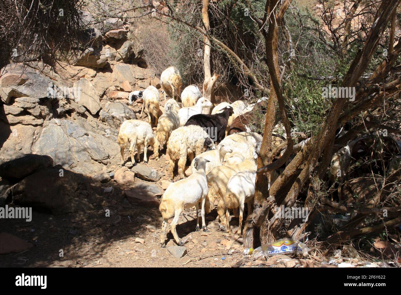 Goat Farm Desert Saudi Arabia Stock Photo - Alamy