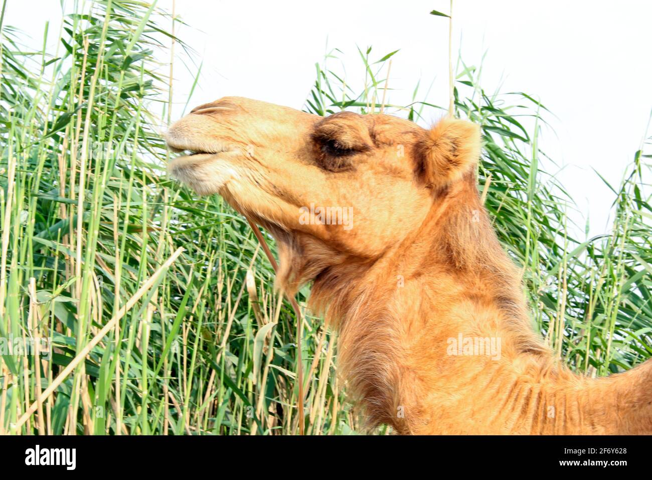 A group of camels (camels) in a nature reserve in the Green Valley in ...