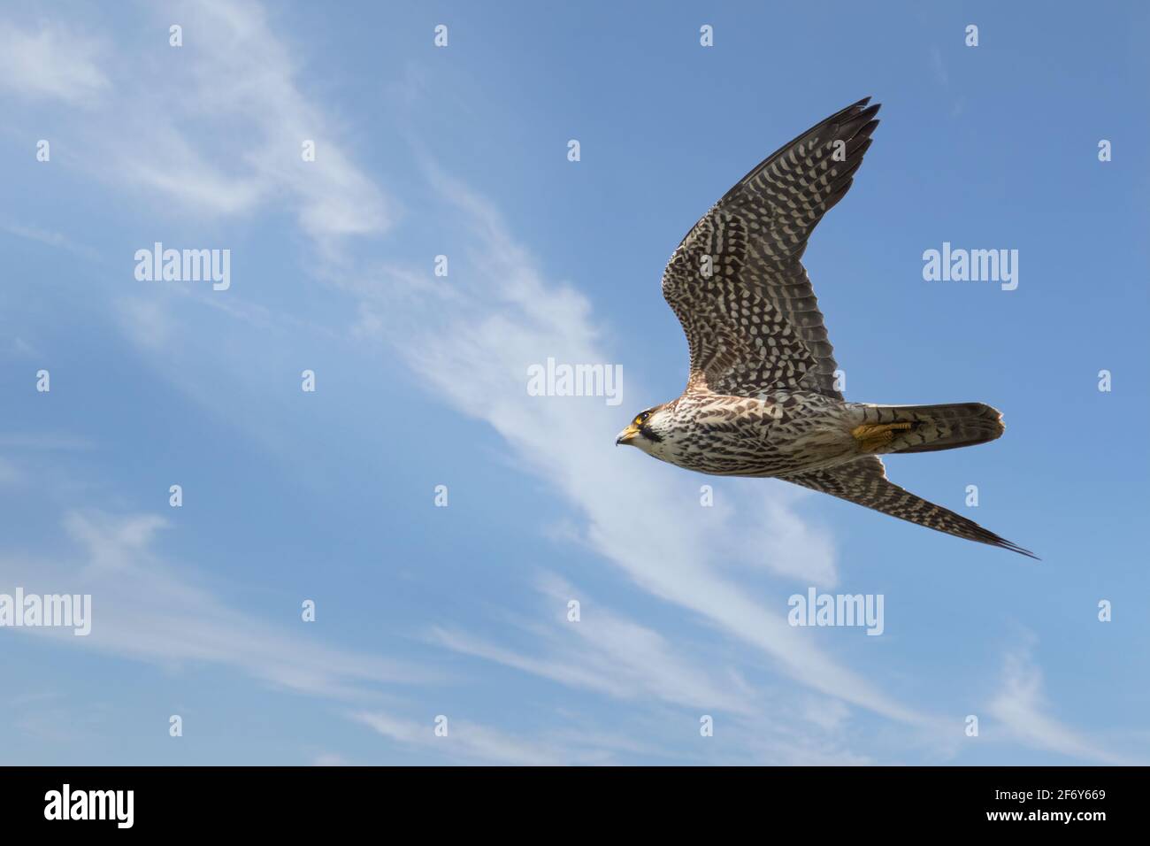 Swift hawk hi-res stock photography and images - Alamy