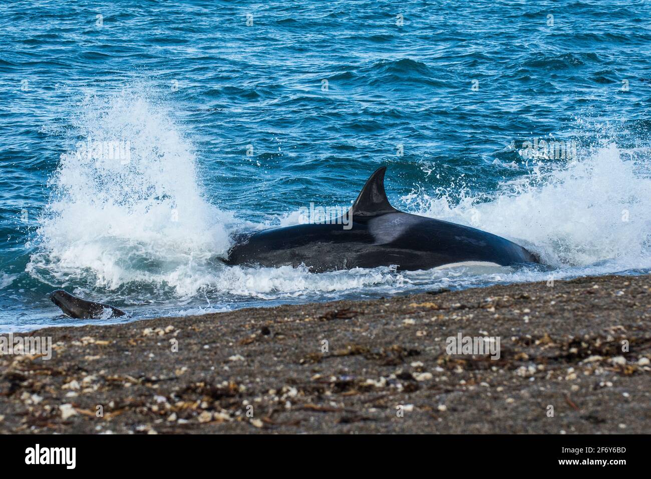 Hunting dolphin hi-res stock photography and images - Alamy
